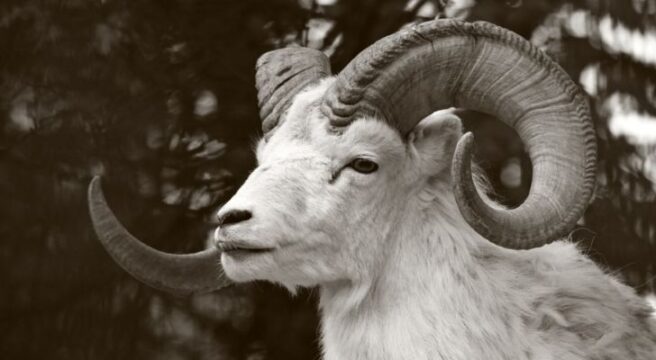 Amazing Facts About The Aries Zodiac Sign - The Fact Site