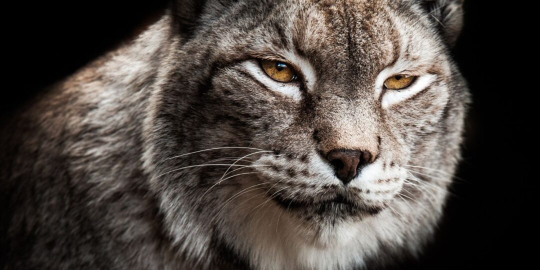 55 Fun Facts About Bobcats For Kids - The Fact Site