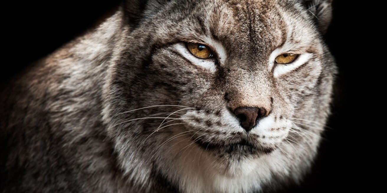 55 Fun Facts About Bobcats For Kids - The Fact Site