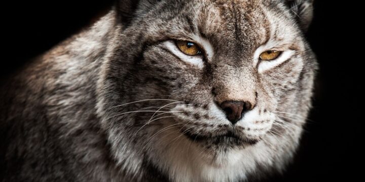 55 Fun Facts About Bobcats For Kids - The Fact Site
