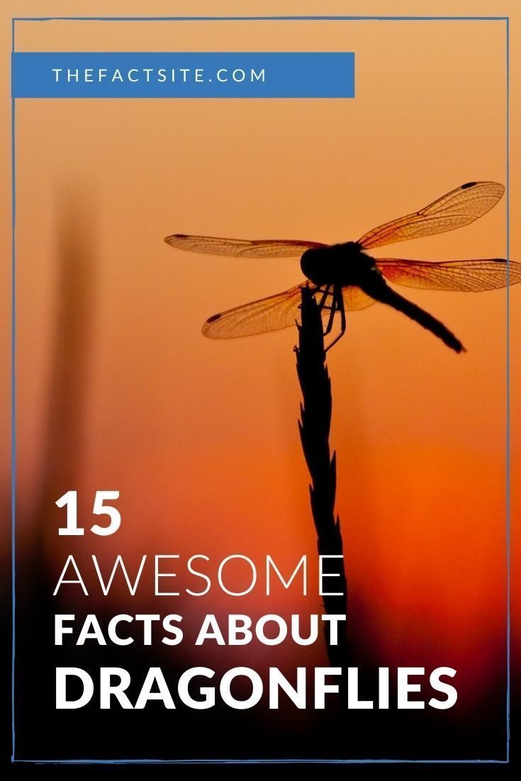 15 Awesome Facts About Dragonflies - The Fact Site