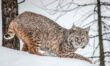 55 Fun Facts About Bobcats For Kids - The Fact Site