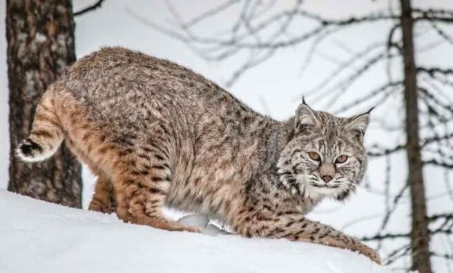 55 Fun Facts About Bobcats For Kids - The Fact Site