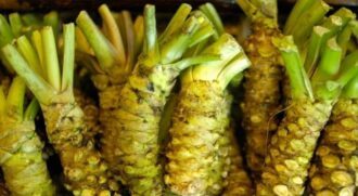 10 Hot Facts About Wasabi - The Fact Site