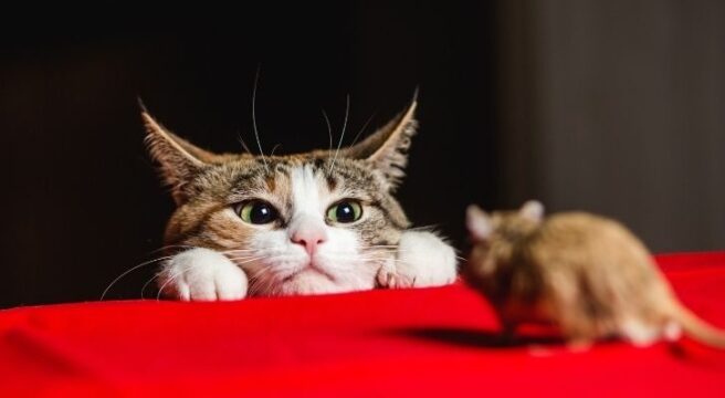 Are Elephants Really Scared of Mice? - The Fact Site