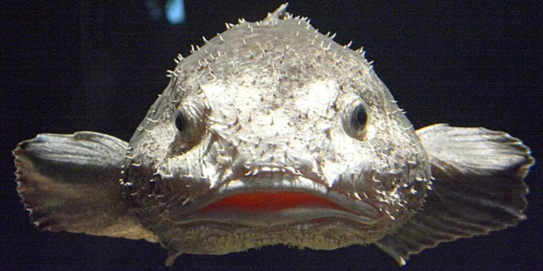 9 Bizarre Facts About Blobfish That You Should Know - The Fact Site