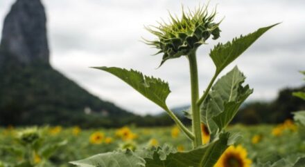 Why Do Sunflowers Face The Sun? - The Fact Site