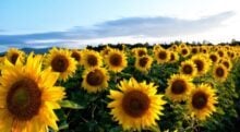 Why Do Sunflowers Face The Sun? - The Fact Site