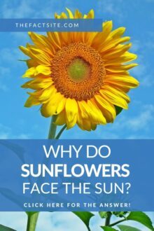 Why Do Sunflowers Face The Sun? - The Fact Site