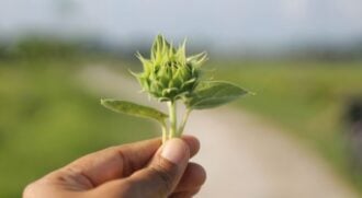 Why Do Sunflowers Face The Sun? - The Fact Site