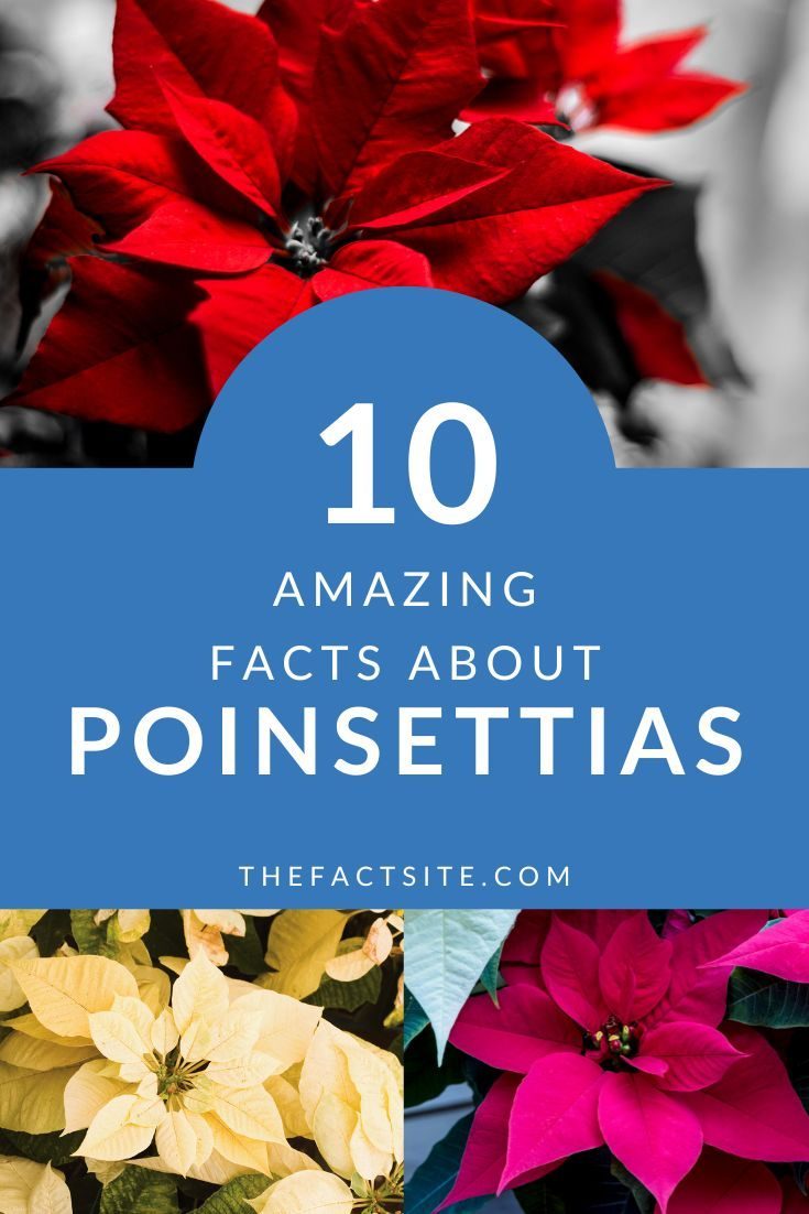 10 Amazing Facts About Poinsettias - The Fact Site