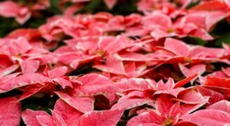10 Amazing Facts About Poinsettias - The Fact Site
