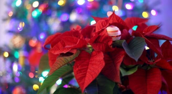 10 Amazing Facts About Poinsettias - The Fact Site