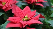 10 Amazing Facts About Poinsettias - The Fact Site
