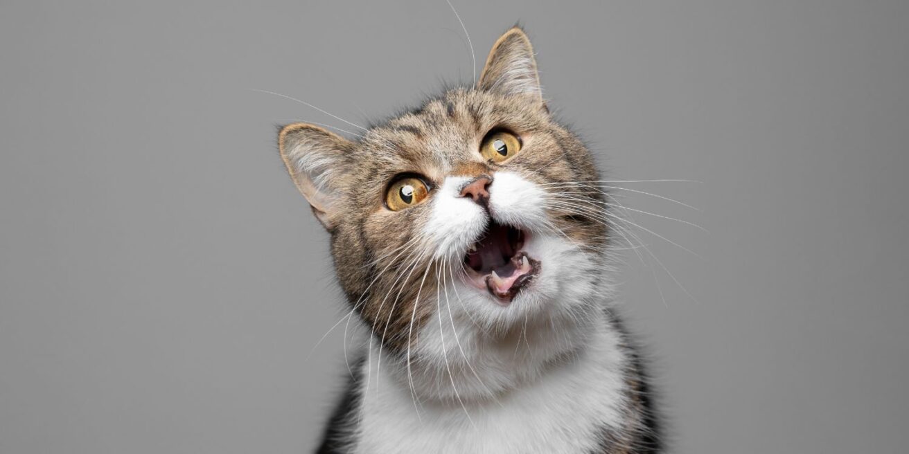 Do Cats Really Have Nine Lives? - The Fact Site