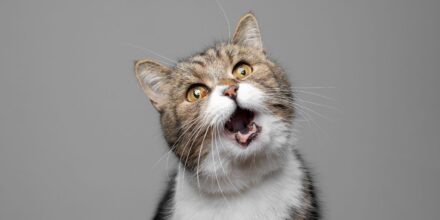 Do Cats Really Have Nine Lives? - The Fact Site