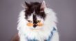 Do Cats Really Have Nine Lives? - The Fact Site