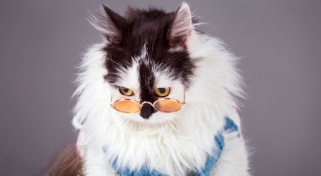 Do Cats Really Have Nine Lives? - The Fact Site