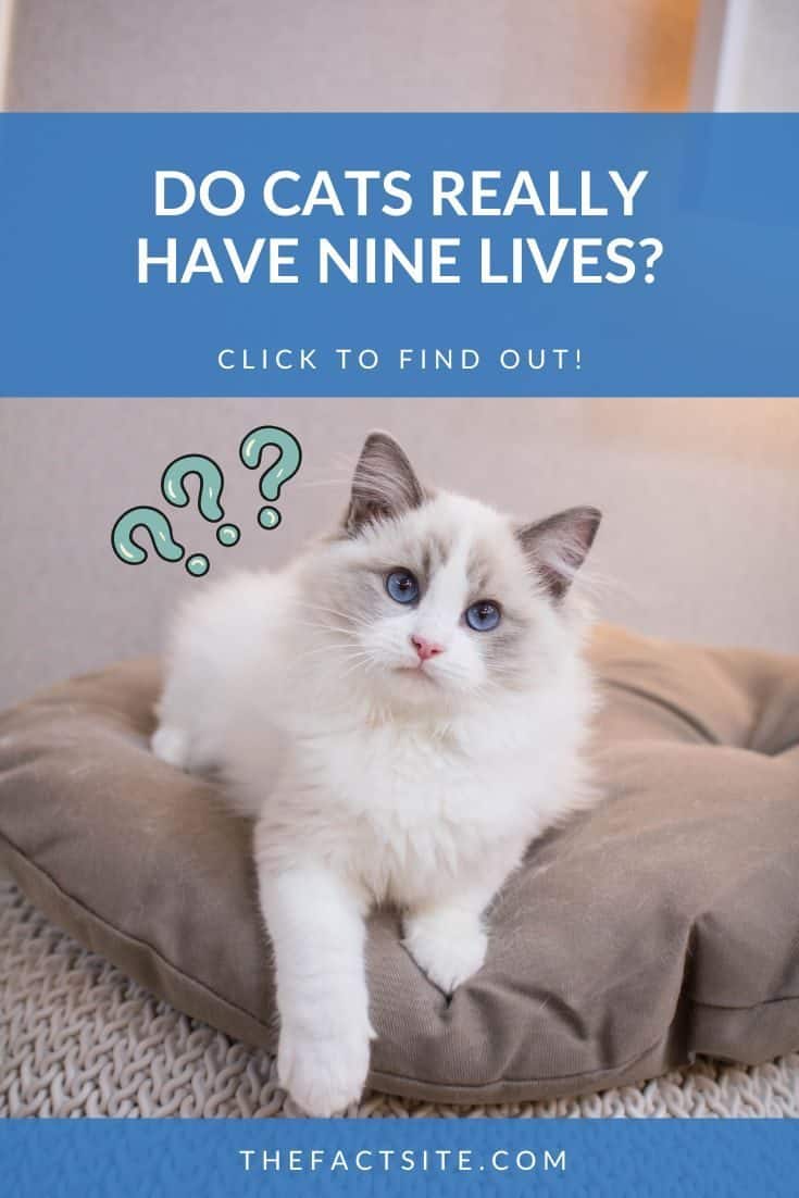 Do Cats Really Have Nine Lives? - The Fact Site