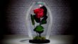 12 Romantic Facts About Red Roses - The Fact Site