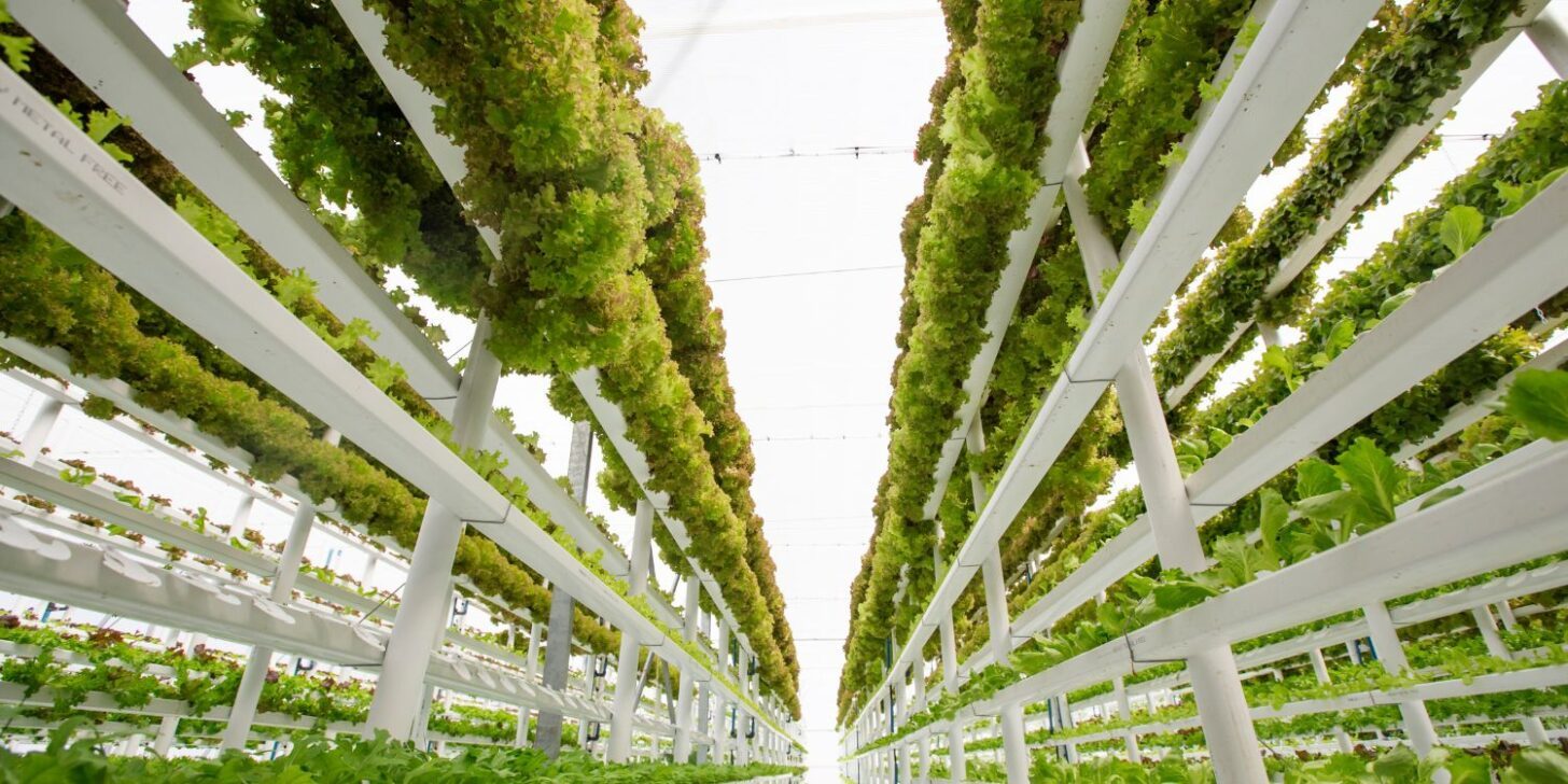 What Is Vertical Farming? - The Fact Site
