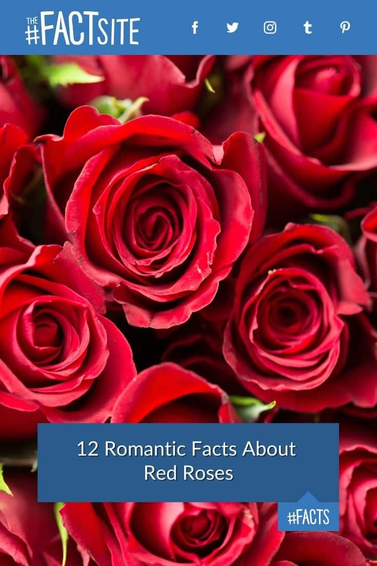 12 Romantic Facts About Red Roses - The Fact Site