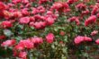 12 Romantic Facts About Red Roses - The Fact Site