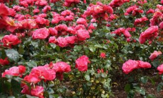 12 Romantic Facts About Red Roses - The Fact Site
