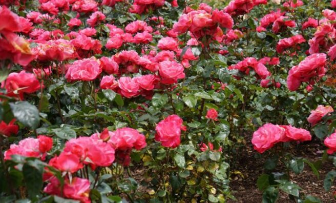12 Romantic Facts About Red Roses - The Fact Site