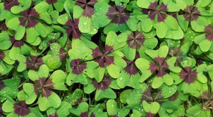 11 Lucky Facts About The Four-Leaf Clover - The Fact Site