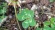 11 Lucky Facts About The Four-Leaf Clover - The Fact Site