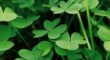 11 Lucky Facts About The Four-Leaf Clover - The Fact Site