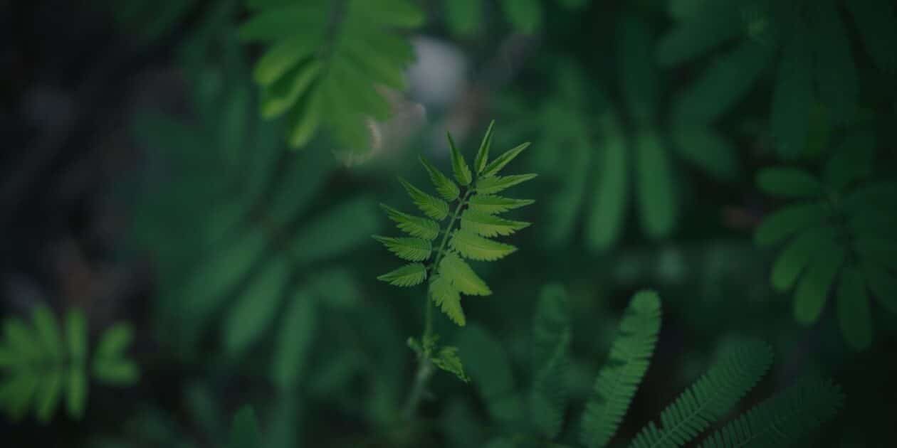 33 Fun & Interesting Facts About Algae For Kids - The Fact Site