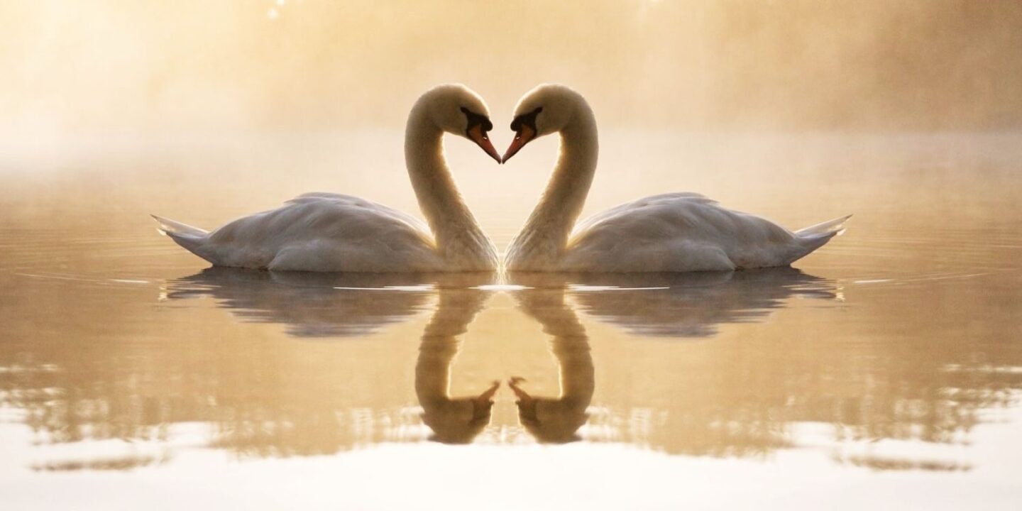30 Fun Swan Facts That You Didn't Know - The Fact Site