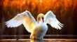 30 Fun Swan Facts That You Didn't Know - The Fact Site