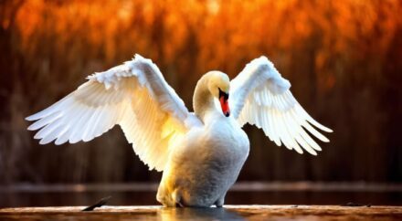 30 Fun Swan Facts That You Didn't Know - The Fact Site