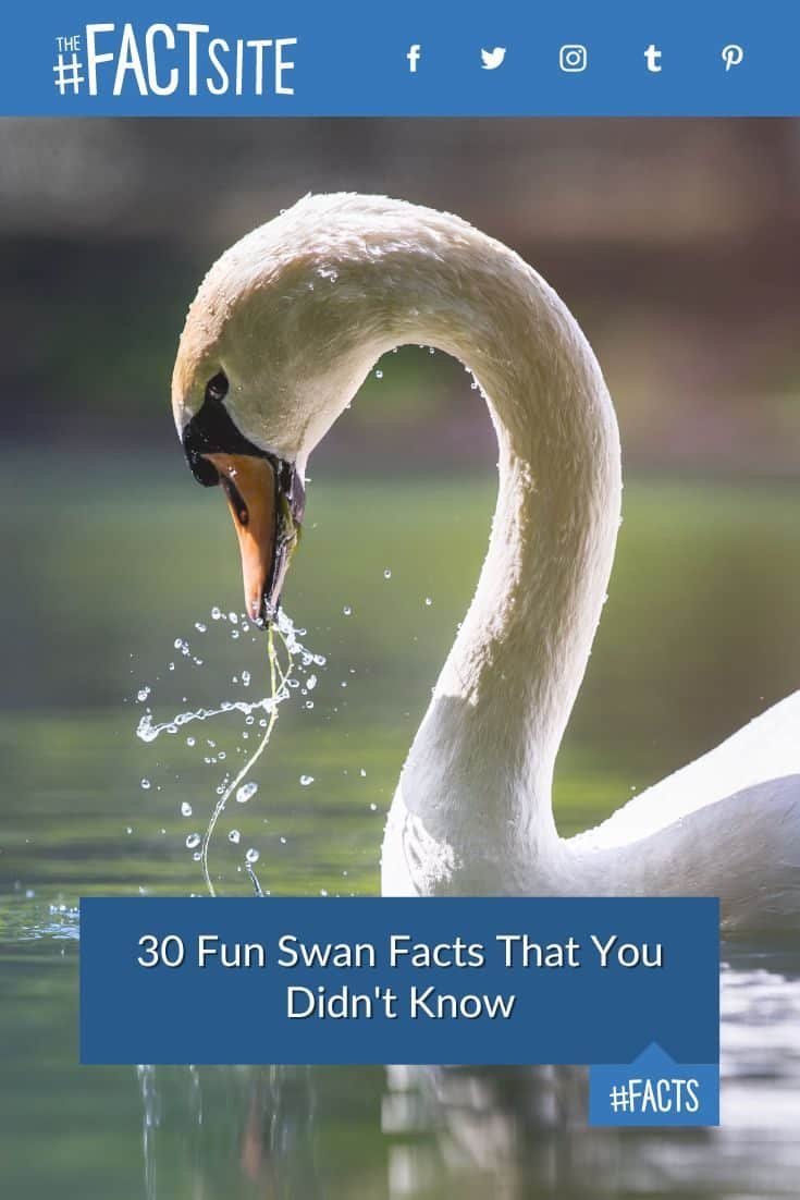 30 Fun Swan Facts That You Didn't Know - The Fact Site