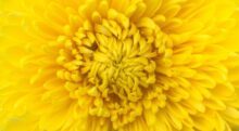 30 Bright Facts About The Color Yellow - The Fact Site
