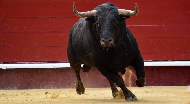 Do Bulls Really Get Angry At The Color Red? - The Fact Site