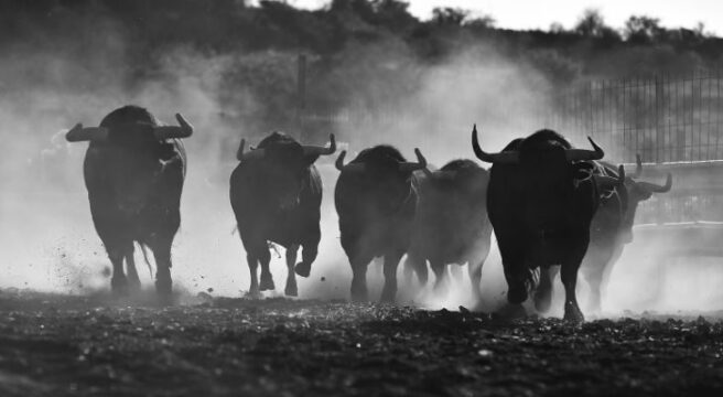 Do Bulls Really Get Angry At The Color Red? - The Fact Site