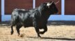 Do Bulls Really Get Angry At The Color Red? - The Fact Site