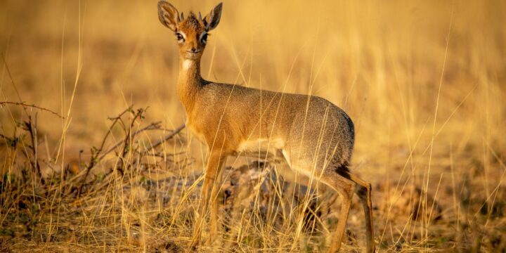 25 Fun Facts About the Dik-Dik - The Fact Site