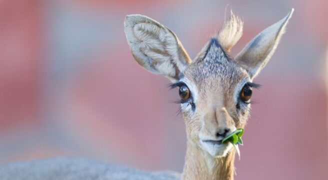 25 Fun Facts About the Dik-Dik - The Fact Site