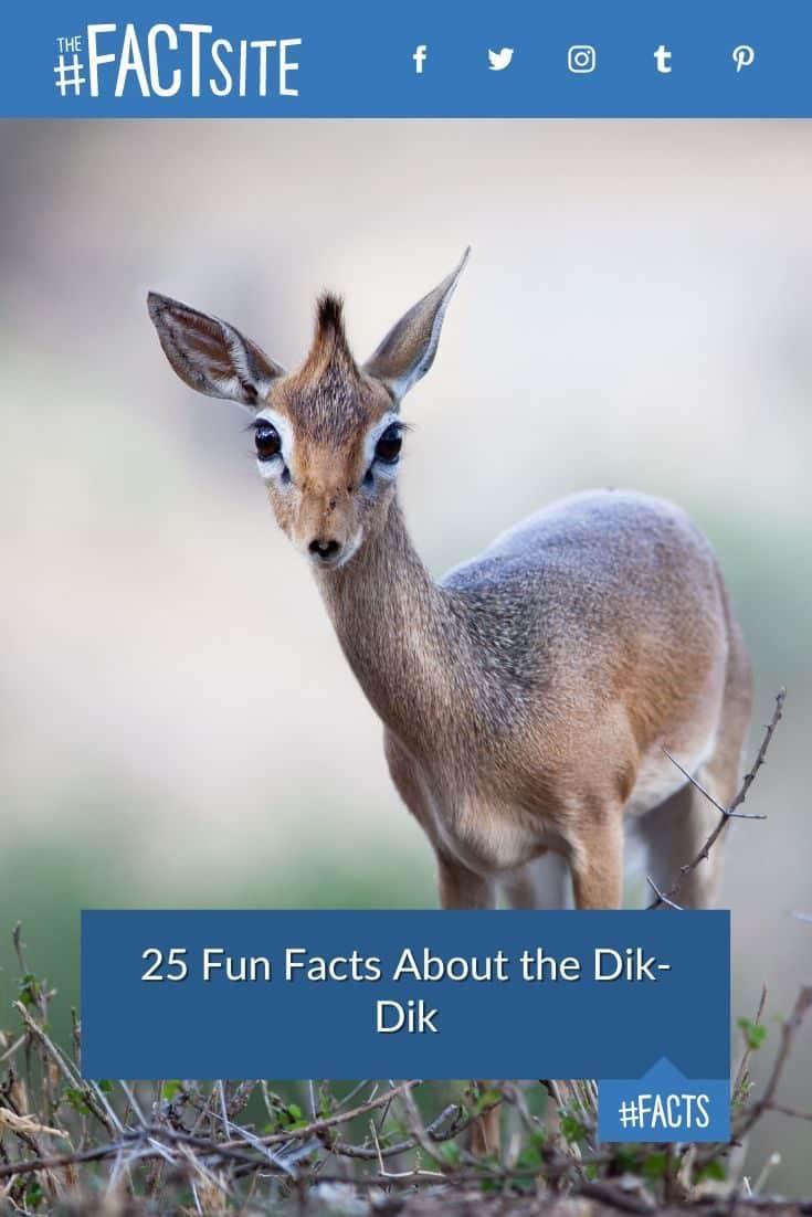 25 Fun Facts About the Dik-Dik - The Fact Site