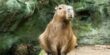 20 Carefree Facts About Capybaras - The Fact Site