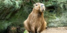 20 Carefree Facts About Capybaras - The Fact Site