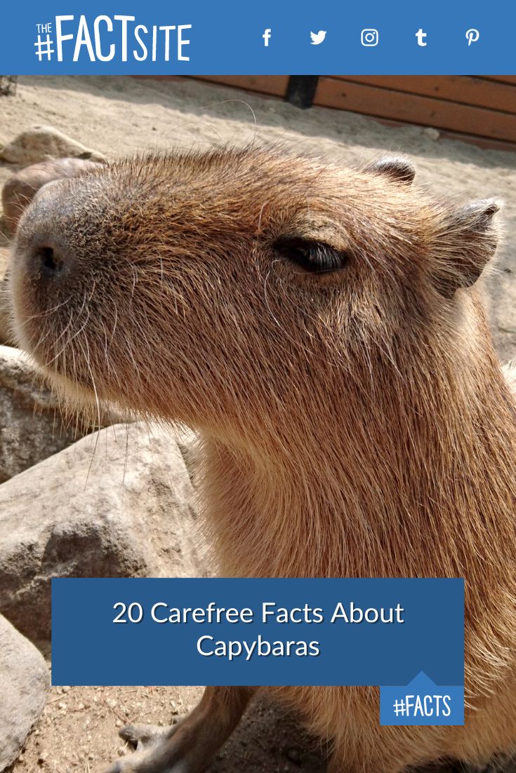 20 Carefree Facts About Capybaras - The Fact Site