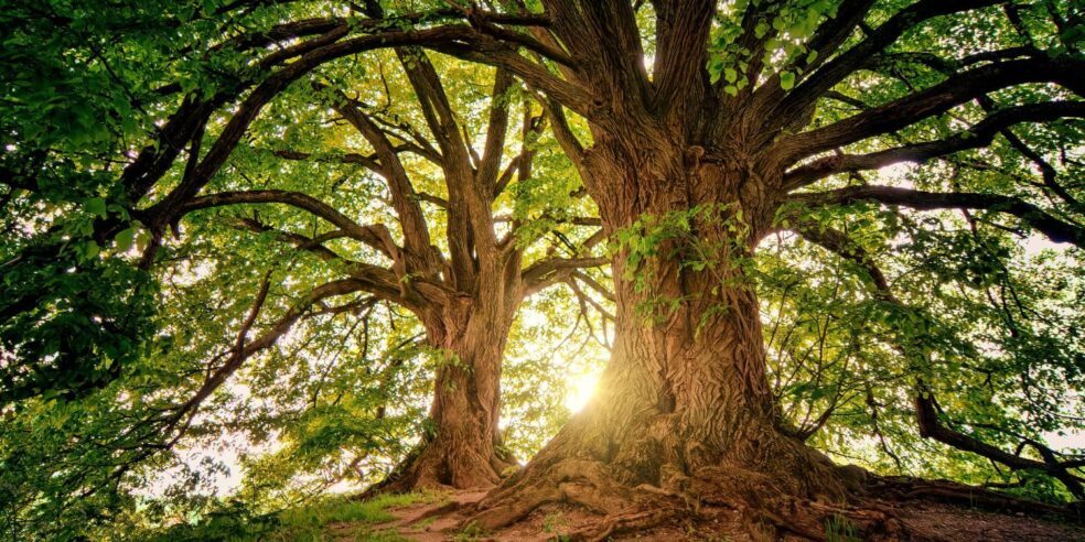 30 Terrific Facts About Trees - The Fact Site