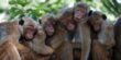 50 Fascinating Monkey Facts That Will Leave You “Ape-solutely” Amazed - The Fact Site