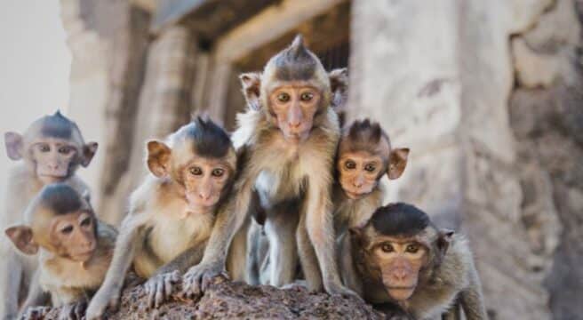 50 Fascinating Monkey Facts That Will Leave You “Ape-solutely” Amazed - The Fact Site